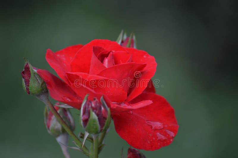 Red Rose flower with buds stock photo. Image of flower - 184220584