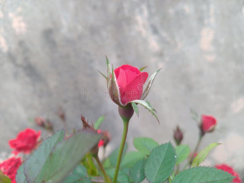 Red Rose Flower Buds Closeup Stock Photo - Image of closeup, buds ...
