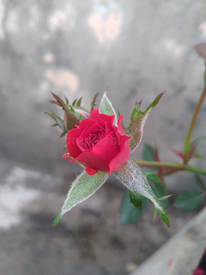 Red Rose Flower Buds Closeup Stock Photo - Image of closeup, flower ...