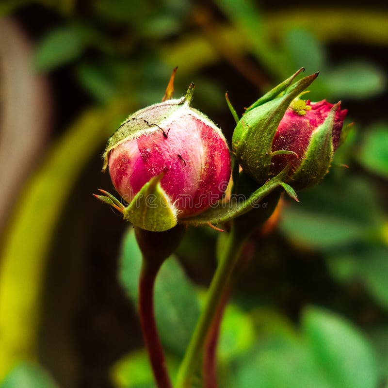 Red Rose Flower Buds with Green Background with Mash-up of Colours ...