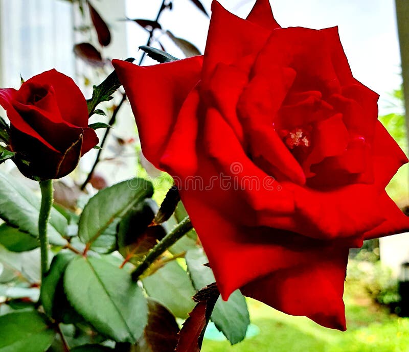 A red rose and flower buds stock photo. Image of rose - 173891352