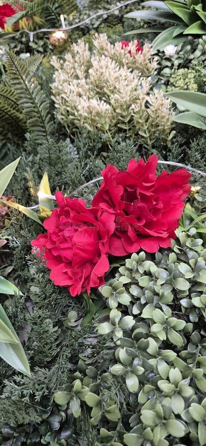 Red Rose Flower on a Bunch of Green Leaves Stock Image - Image of rose ...