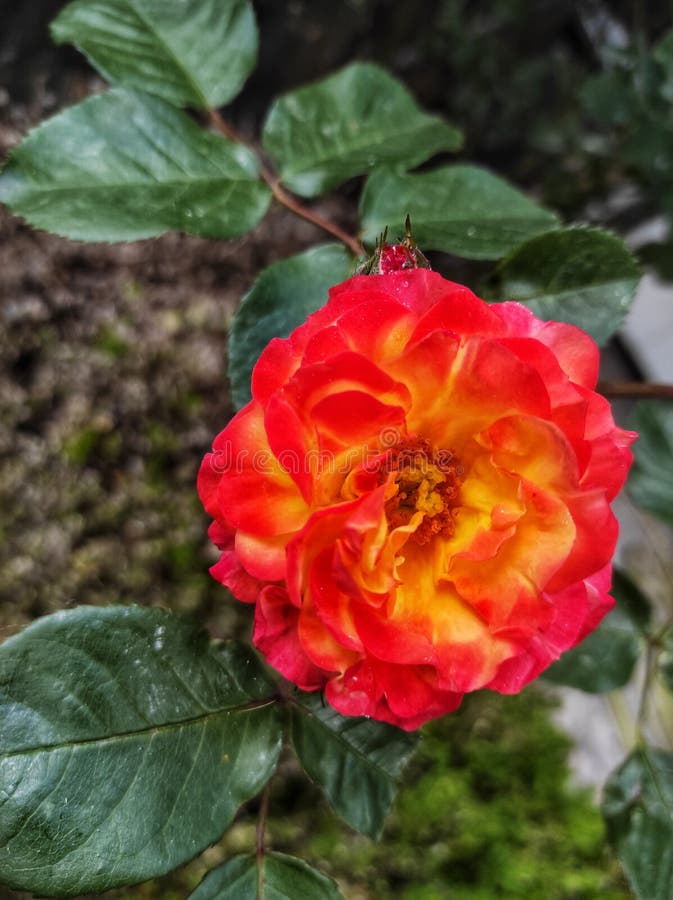 Red Rose Flower Burning Fire Flame Stock Image - Image of fire, burning ...
