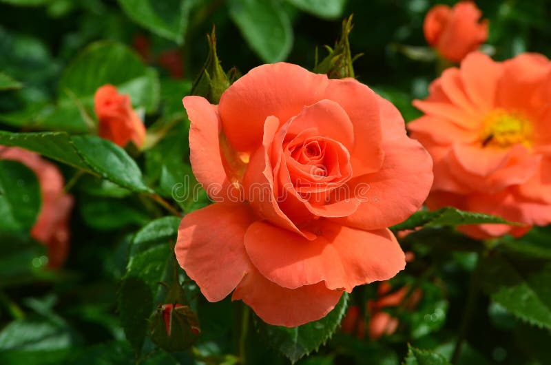 Red Rose Flower on a Bush in the Garden Stock Photo - Image of ...