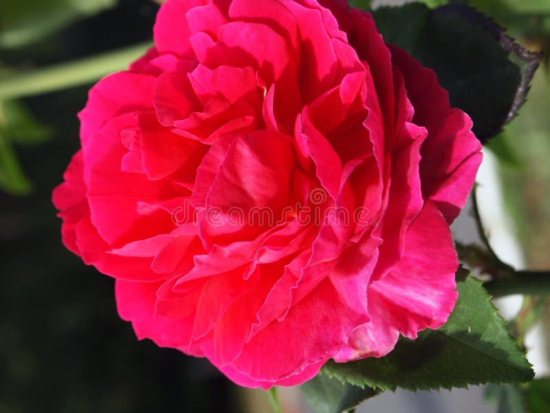 Red rose flower close up stock image. Image of macro - 52655101