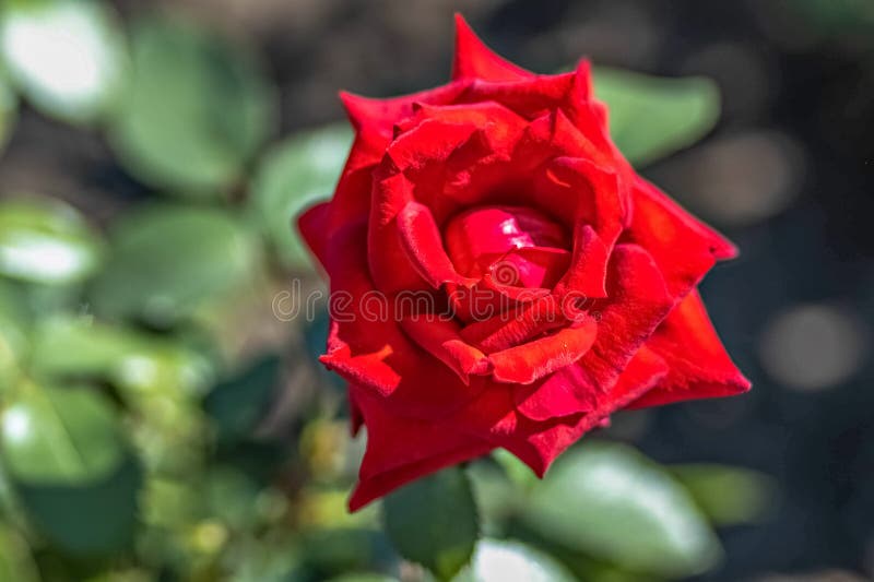 Red Rose Flower Close-up in the Garden Stock Image - Image of bush ...