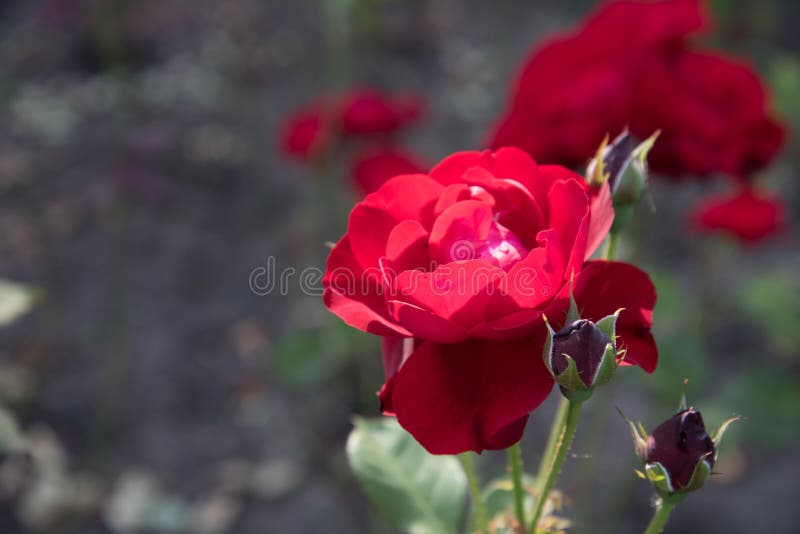 Red Rose Flower Close-up. a Rose Grows in a Flower Bed Stock Image ...
