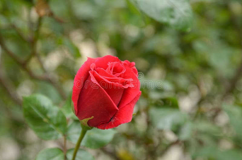 Opened red rose bud stock photo. Image of freshnes, flower - 148377518