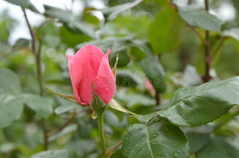Opened red rose bud stock image. Image of flowers, bush - 148377981