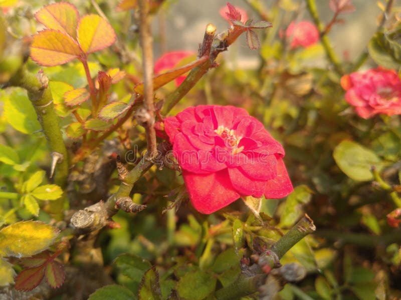 Red Rose Flower Closeup stock photo. Image of flower - 204016638