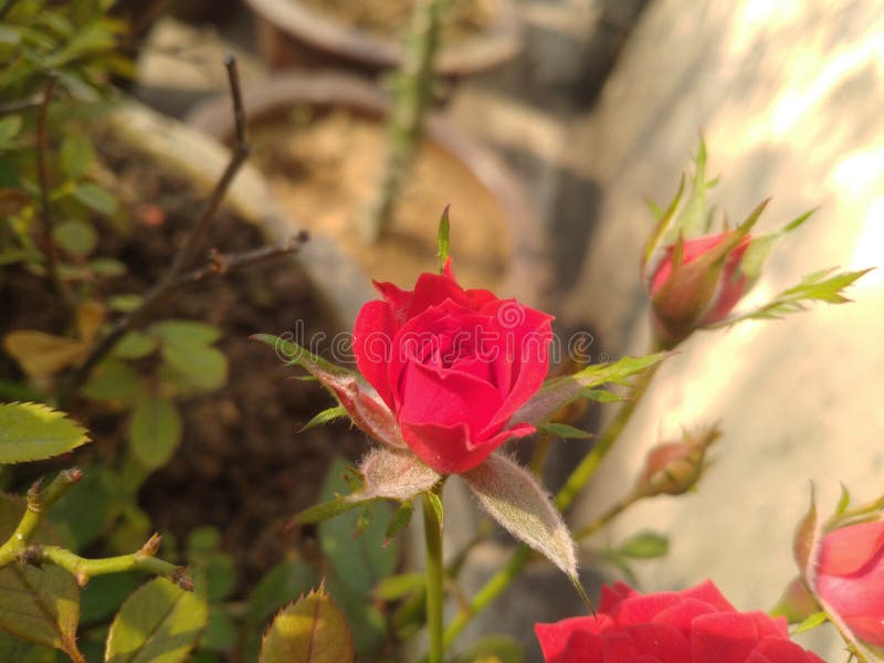 Red Rose Flower Closeup stock image. Image of closeup - 205496543