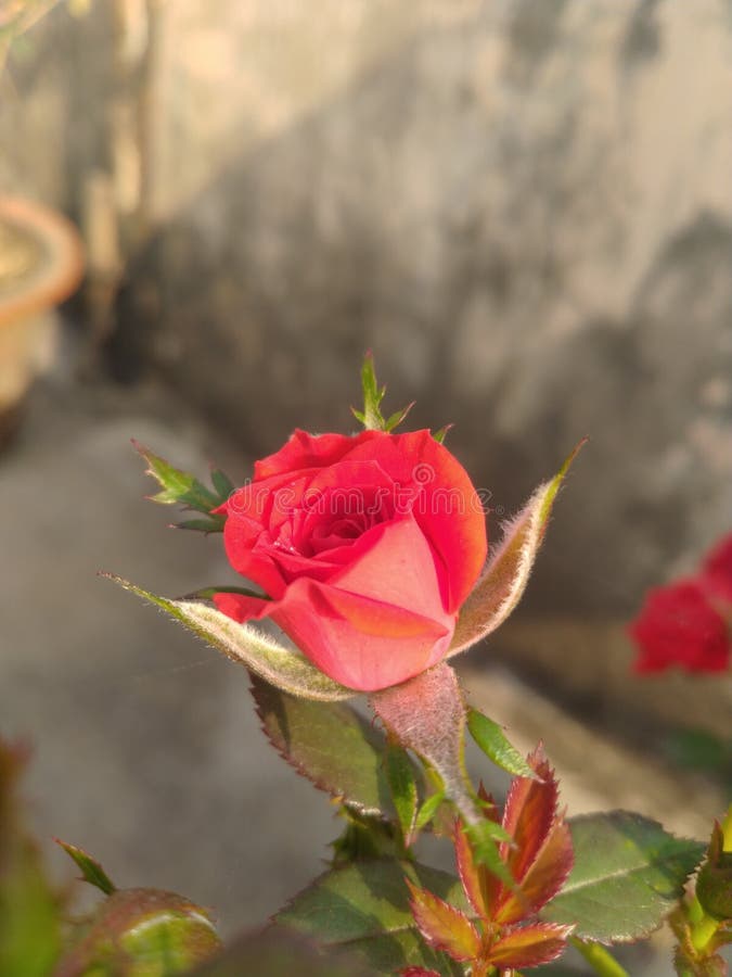 Red Rose Flower Closeup stock photo. Image of leaf, rose - 210914018