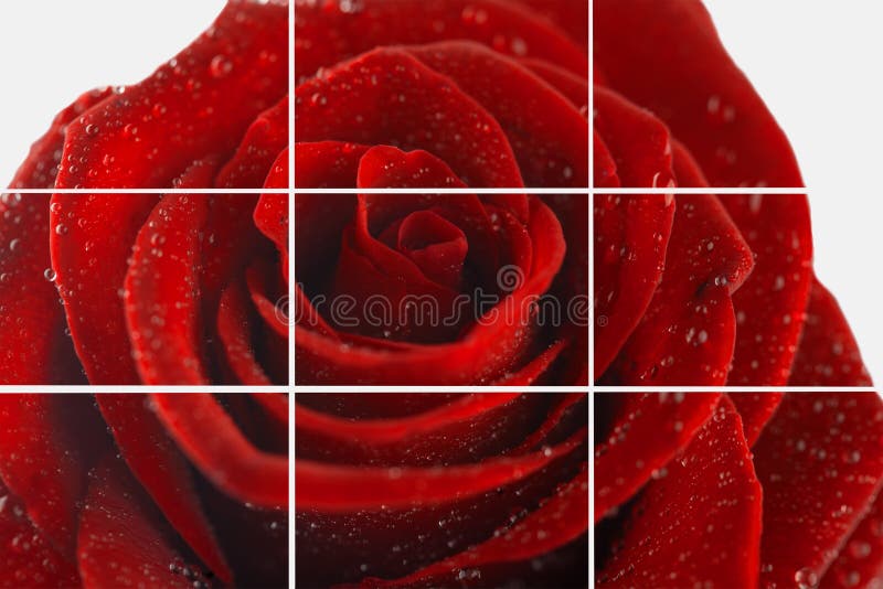 Red Rose Flower Collage on White Background Stock Image - Image of love ...