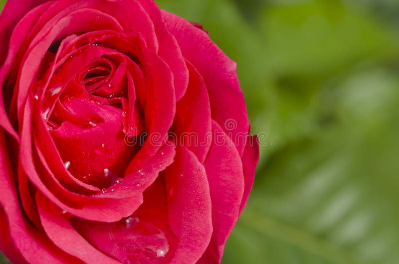 Red Rose Flower in Dew Drops Stock Photo - Image of background, leaf ...