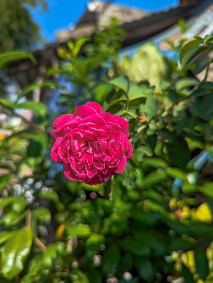 A Red Rose Flower Exposed To Sunlight Stock Photo - Image of plant ...