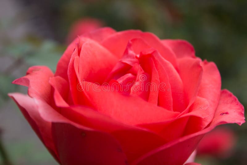 Red rose flower. stock image. Image of rose, botanic - 87465137