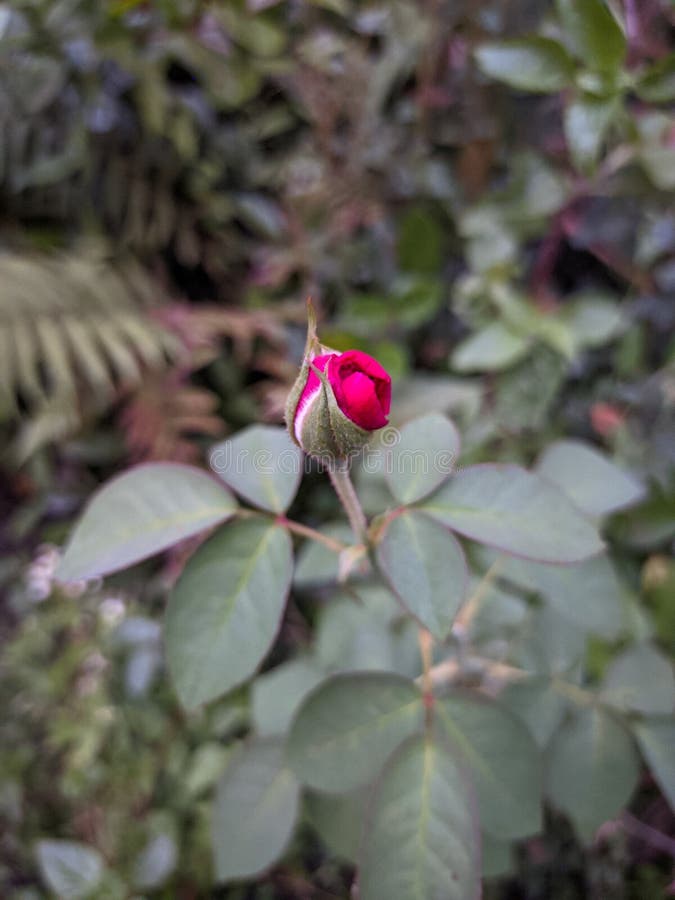 Red Rose Flower Front View stock photo. Image of view - 230060156