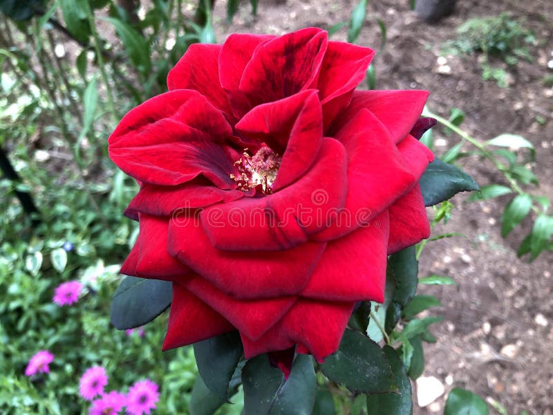 Red Rose Flower in Full Bloom Stock Image - Image of elegant, romantic ...