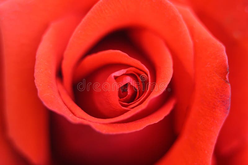 Red Rose Flower in Full Bloom Zoomed in. Petals of Rose Close Up. Stock ...