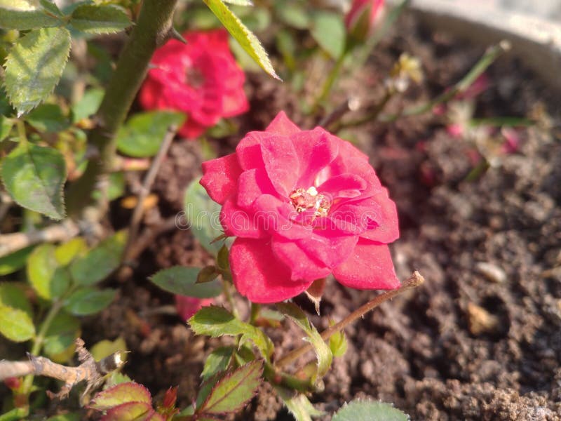 Red Rose Flower in the Garden Stock Photo - Image of beautiful, flower ...