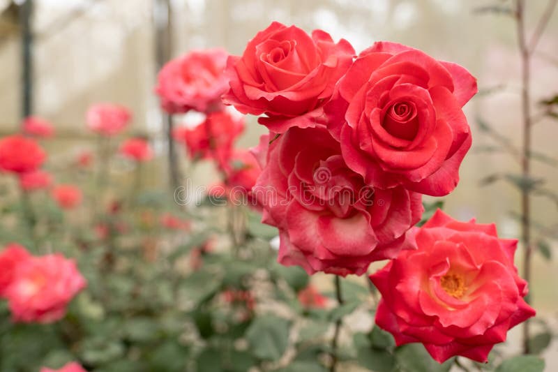 Red rose in flower garden stock photo. Image of petal - 288051802