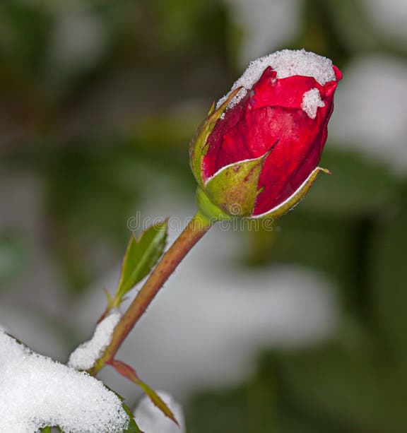 Red rose flower stock photo. Image of plant, pollination - 84977490