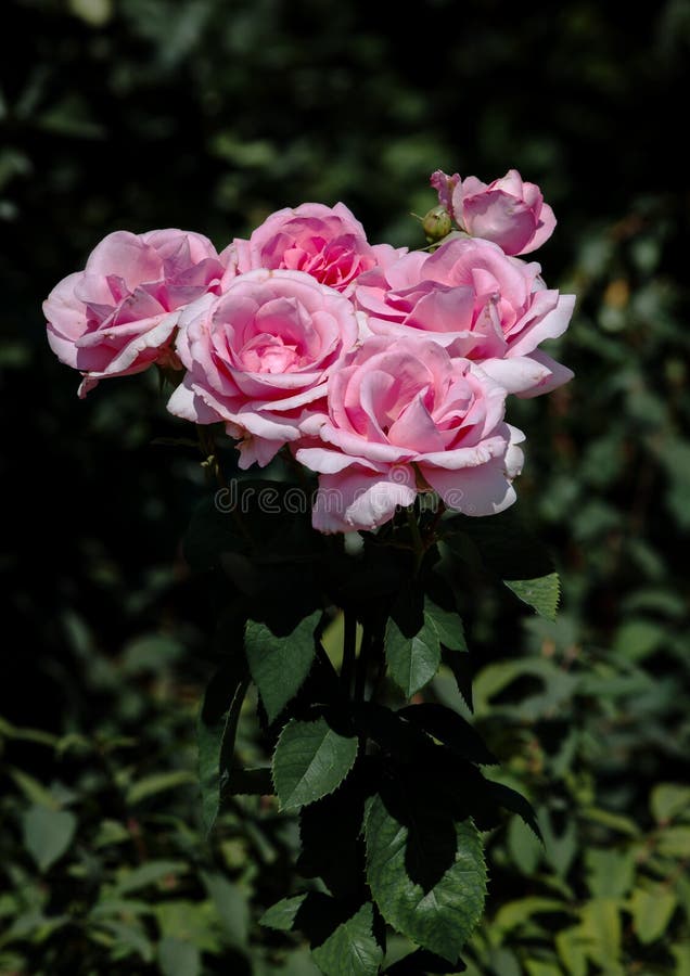 Red rose flower stock photo. Image of single, pollination - 84979304