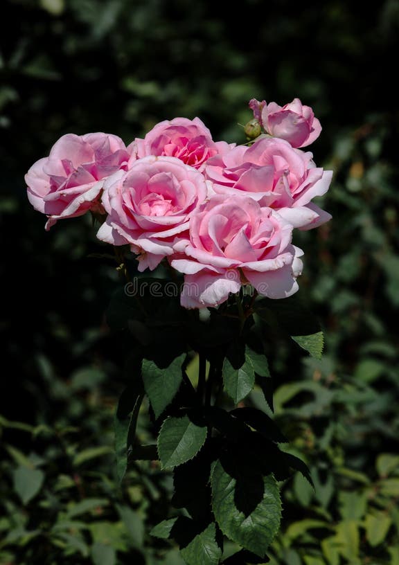 Red rose flower stock photo. Image of single, pollination - 84979304