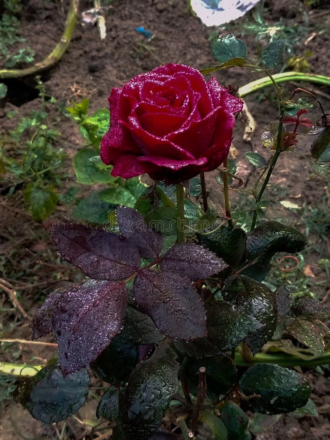 Red Rose Flower Garden Beautiful Stock Image - Image of flower ...