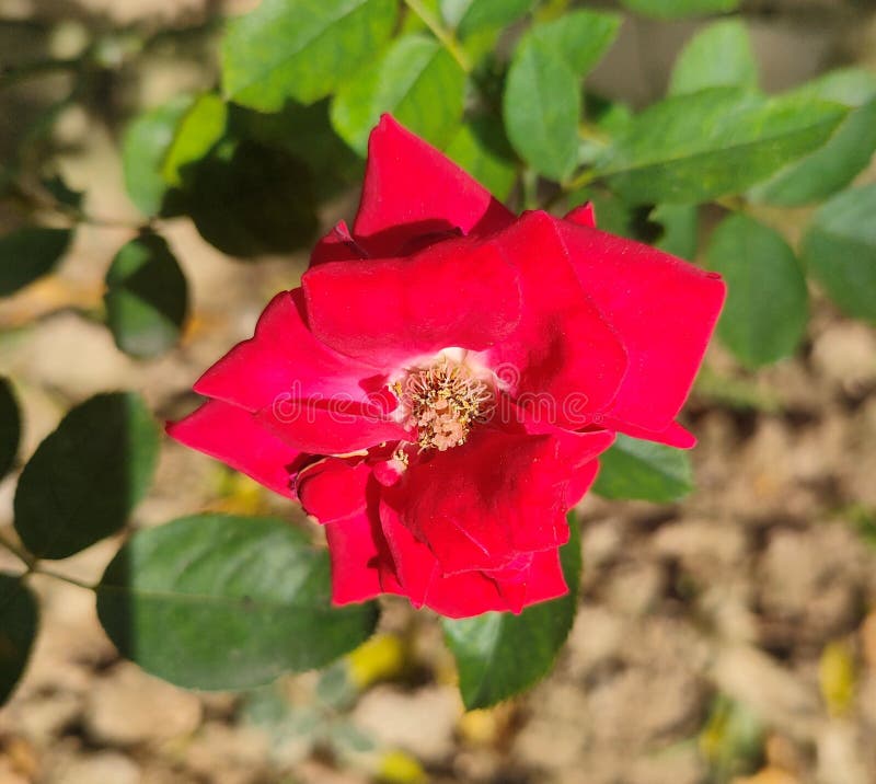 Red Rose Flower in the Garden Stock Photo - Image of redrose, fresh ...