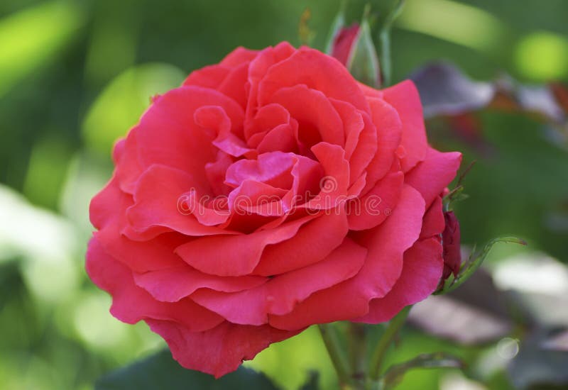 Red Rose Flower in the Garden. Stock Image - Image of plant, beauty ...