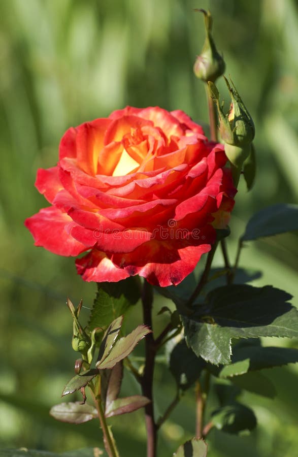 Red Rose Flower in the Garden. Stock Photo - Image of petal, close ...