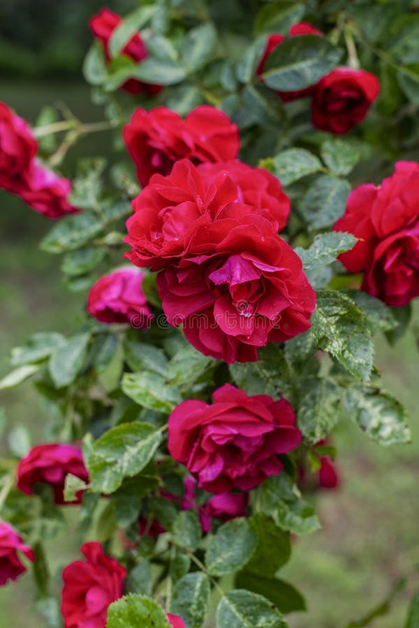Red rose flower garden. stock photo. Image of flower - 151896636