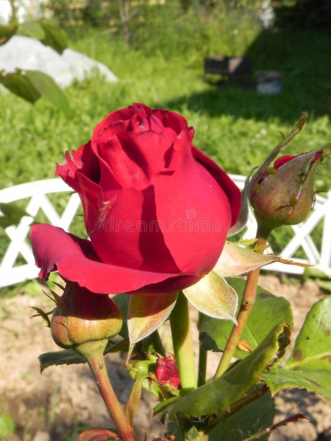 Red Rose in a Flower Garden. Stock Photo - Image of blossom, leaf: 74663158