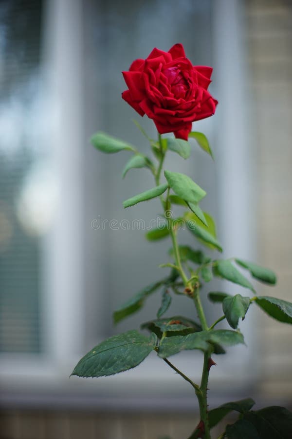 Red Rose Flower Grows in the Summer Garden. Background Blurred Hous ...