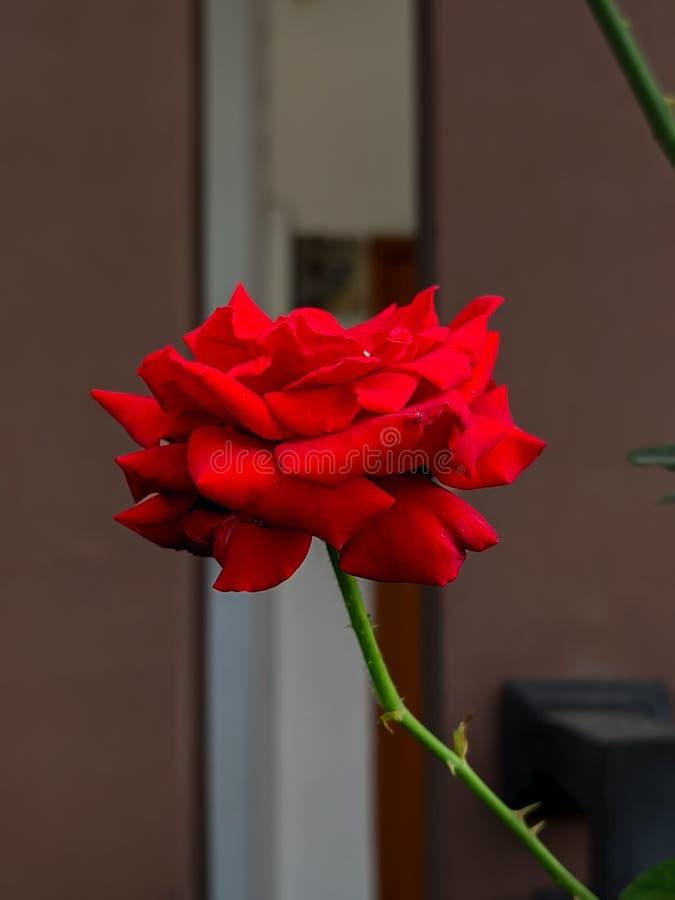A Red Rose Flower Grows in the Yard, Very Fragrant Stock Image - Image ...