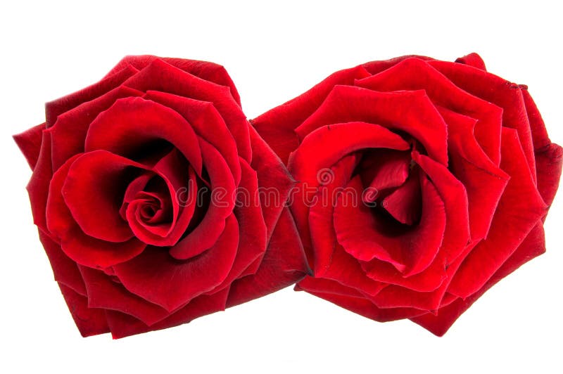 Red Rose Flower Head . Petals Borderisolated Stock Image - Image of ...
