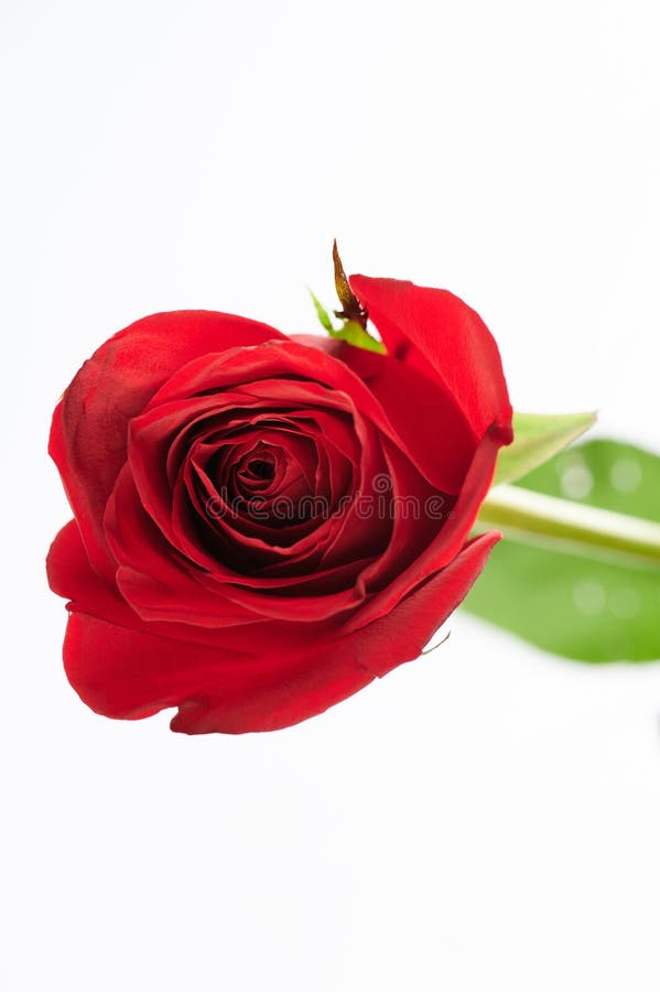 Red rose flower head stock image. Image of holiday, leaf - 175634177