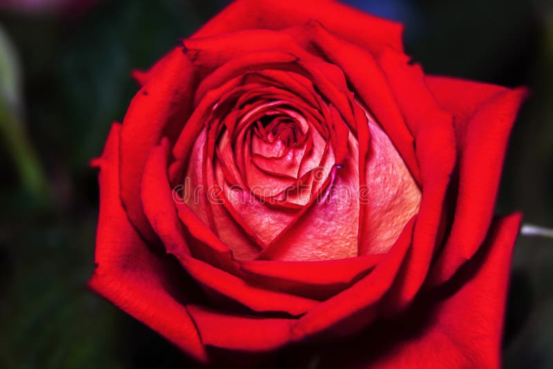 Red Rose, Flower Large, Macro, Rose of Love, Background, Fun, Red ...