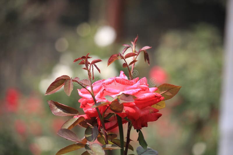 Red Rose Flower with Leaf stock photo. Image of beauty - 138767340