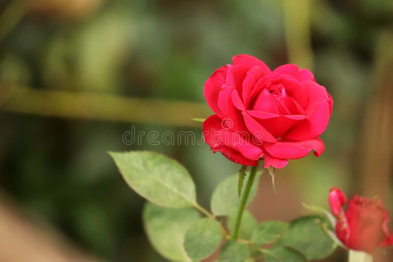 Red Rose Flower of Love stock photo. Image of feel, design - 142425186
