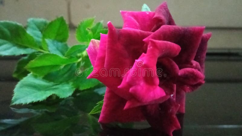 Red Rose Flower is Mine in My Garden Stock Photo - Image of rose ...