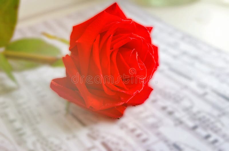 Red Rose Flower and Music Notes Sheet Stock Photo - Image of gift ...
