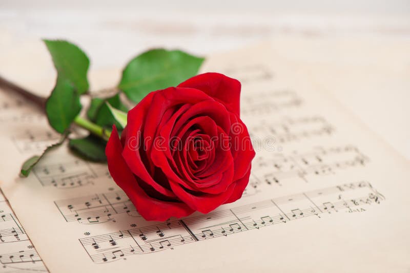 Red Rose Flower Music Notes Sheet Stock Image - Image of flower ...