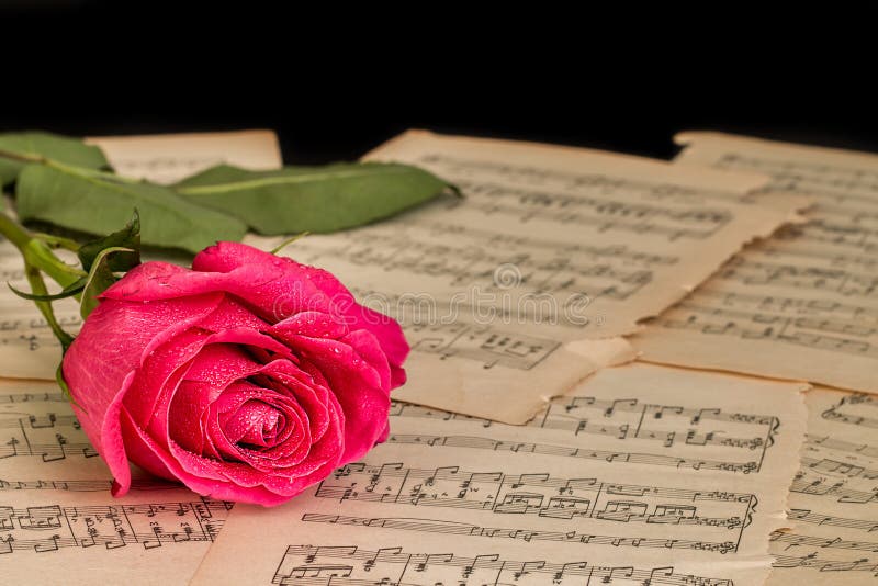 Red Rose Flower and Music Notes Sheet. Stock Photo - Image of music ...