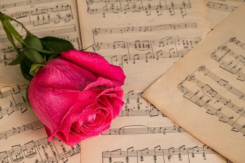 Red Rose Flower and Music Notes Sheet Stock Photo - Image of song ...
