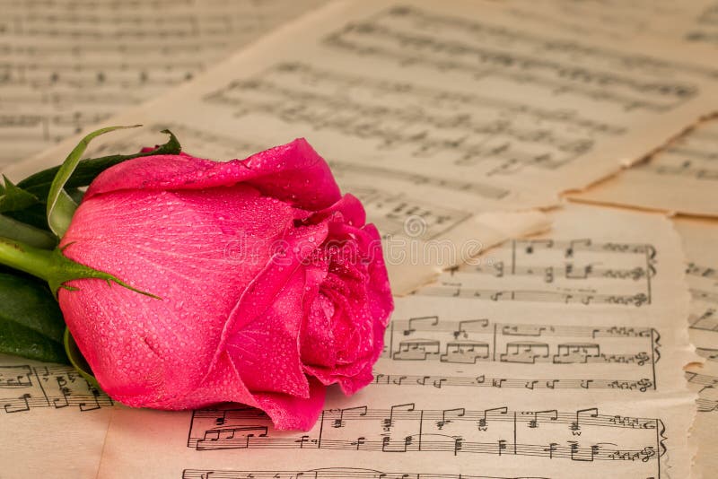 Red Rose Flower and Music Notes Sheet Stock Image - Image of melody ...