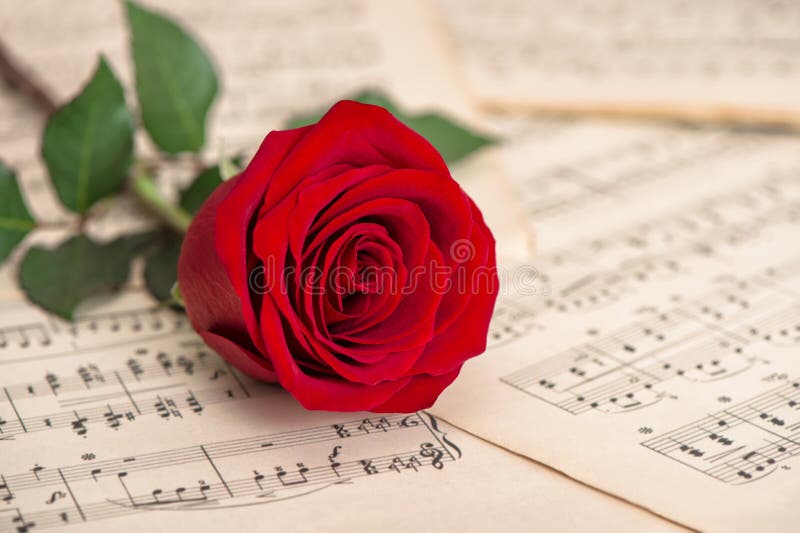Red Rose Flower Music Notes Sheet Holidays Background Stock Photos ...