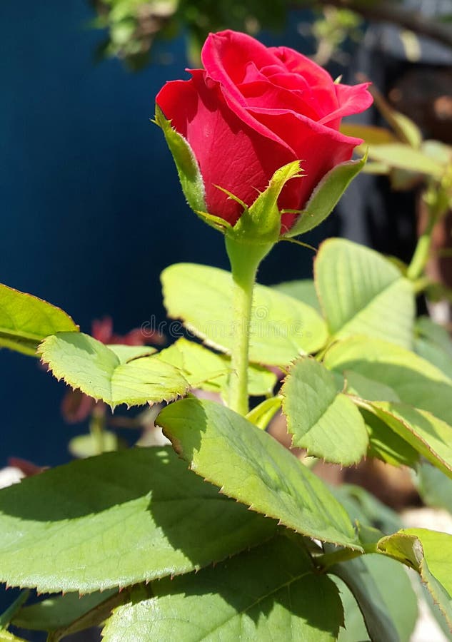 Red, Rose, Flower, natural stock photo. Image of bright - 47775132