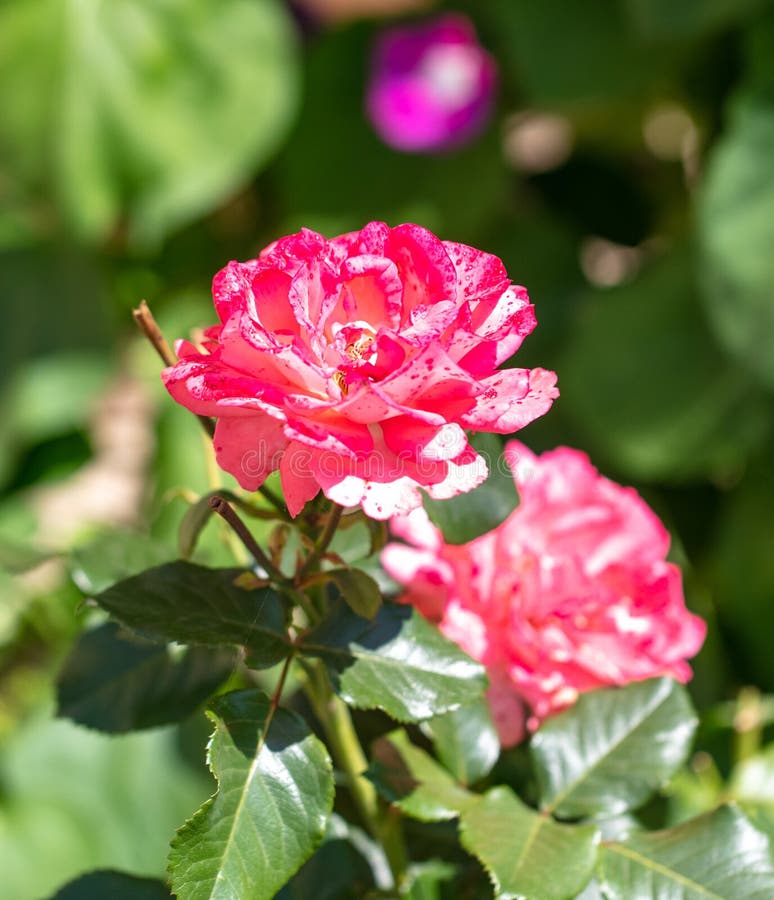 Red rose flower in nature stock image. Image of tree - 290411835